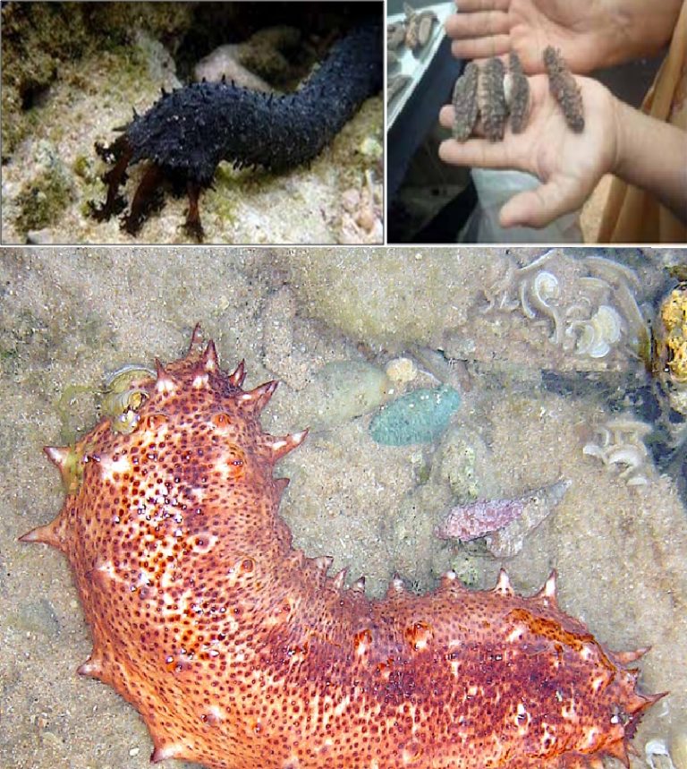 Photos et vidéo de la séance de dégustation concombres de mer - Faculté ...